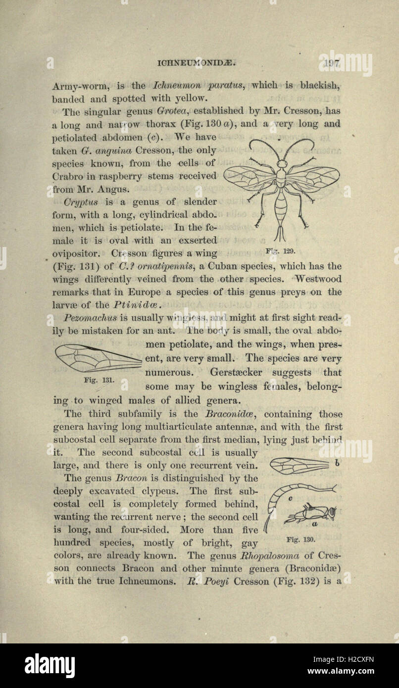 Guide to the study of insects Stock Photo - Alamy