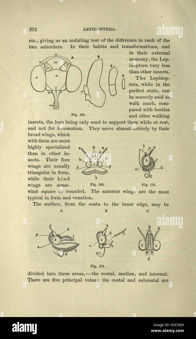 Guide to the study of insects Stock Photo - Alamy