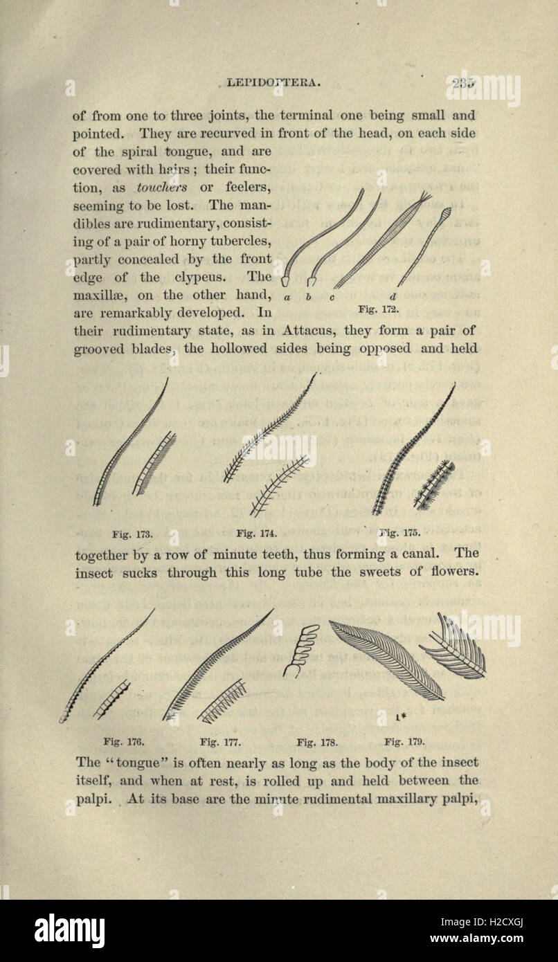This guide provides a comprehensive overview of insect study, detailing ...