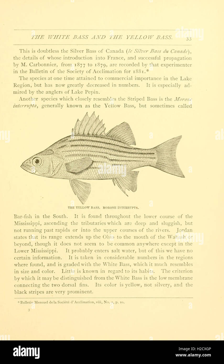 American fishes (Page 33, Figure- Yellow bass Stock Photo - Alamy