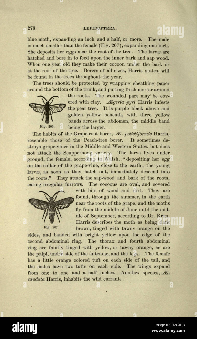 Guide to the study of insects Stock Photo - Alamy