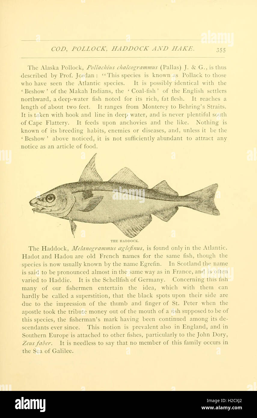 American fishes (Page 355, Figure- Haddock Stock Photo - Alamy