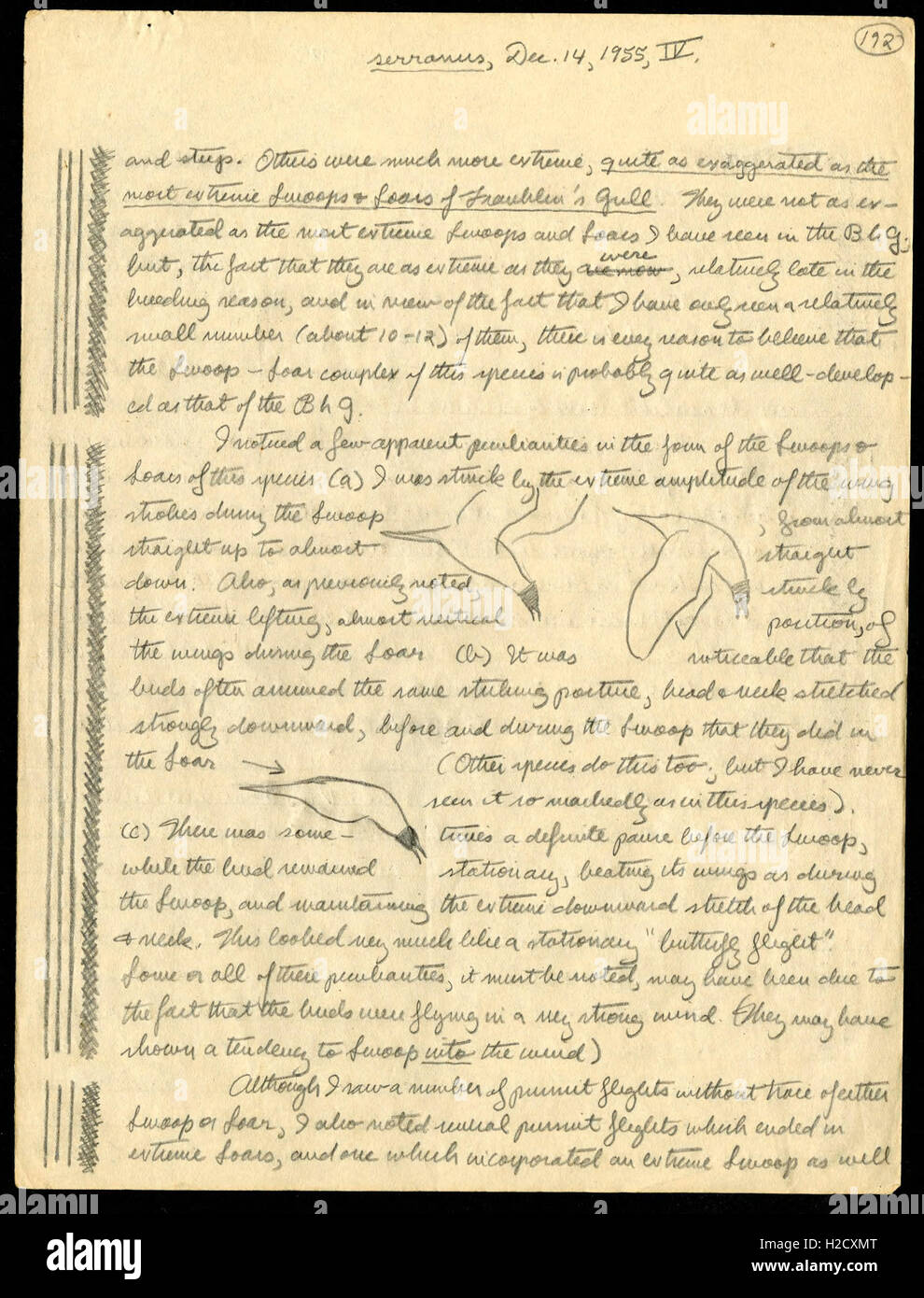 This section of 'Gull Notes' presents observations on gull species ...