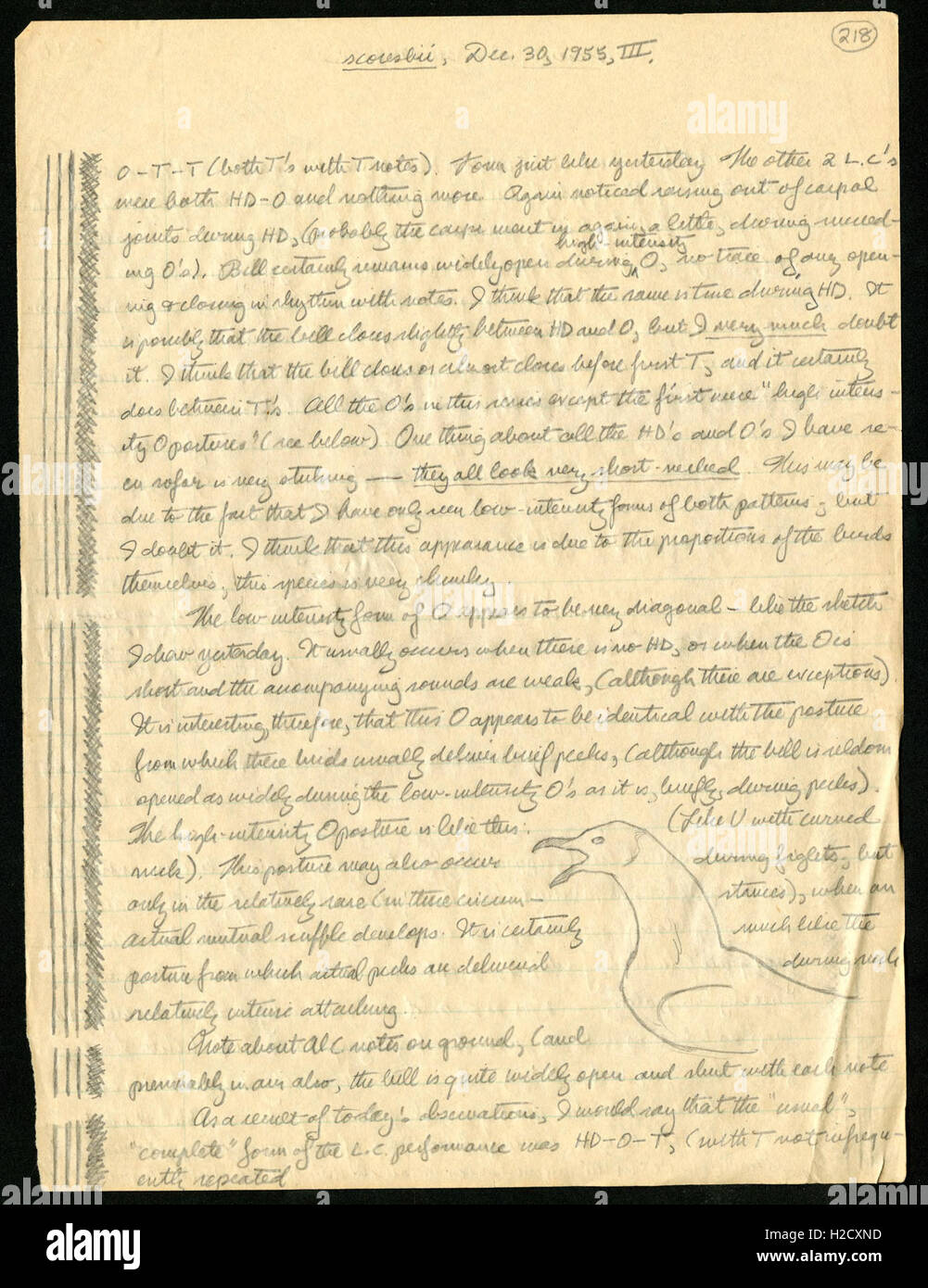This document provides detailed notes on gull species, their behavior ...
