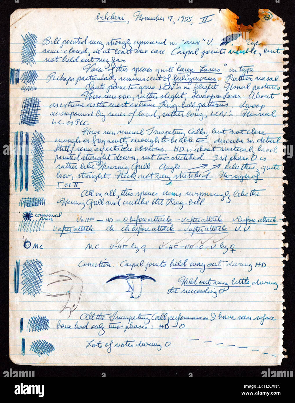 'Gull Notes' provides observations and studies on various species of ...