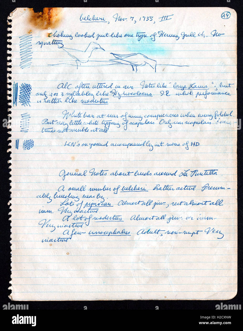 A collection of observations and notes on gull species, detailing their ...