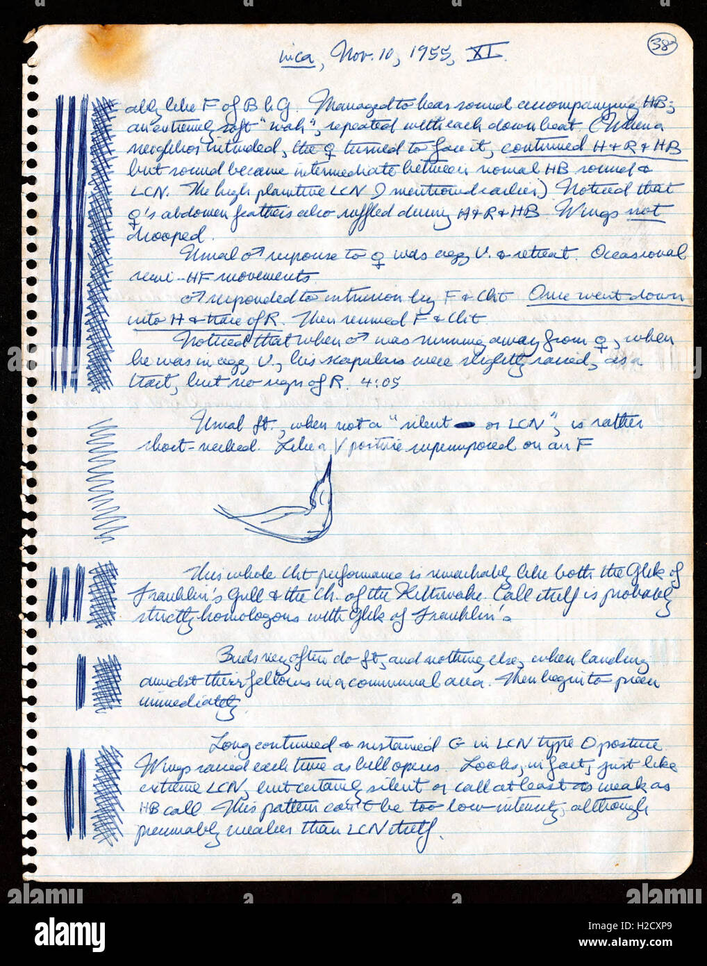 This document provides detailed notes on gull species, their behavior ...