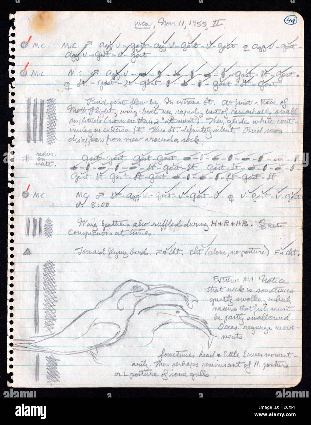 Gull Notes (2 of 3) (Page 42 Stock Photo - Alamy