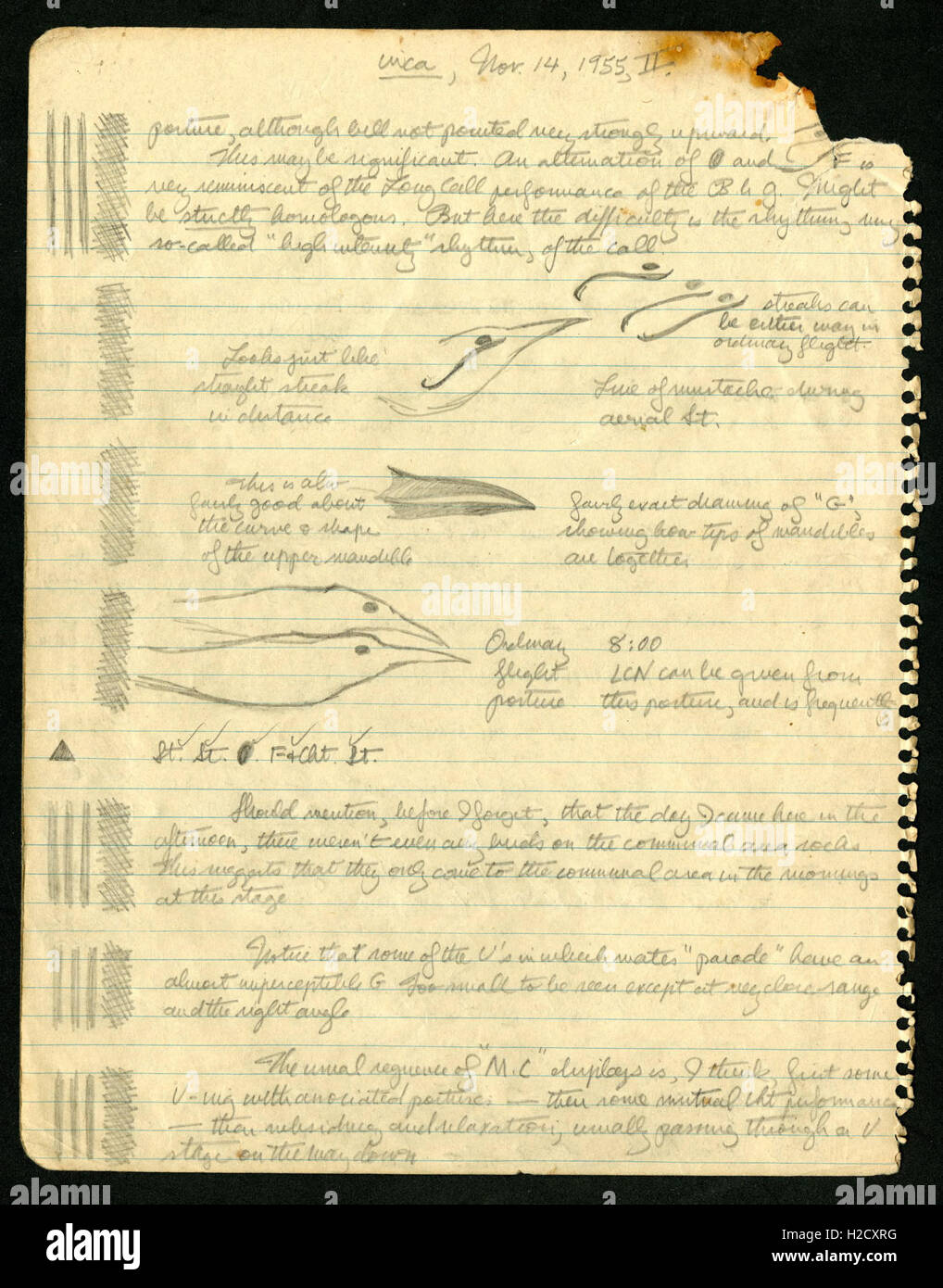 The 'Gull Notes' is a scientific work discussing different species of ...