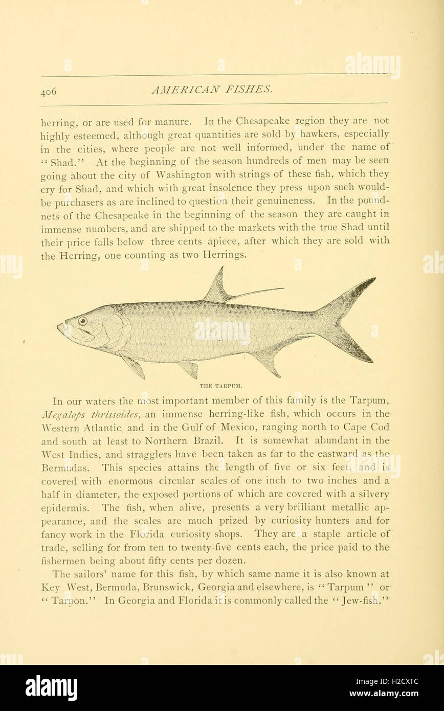 This work provides a detailed account of American fish species ...