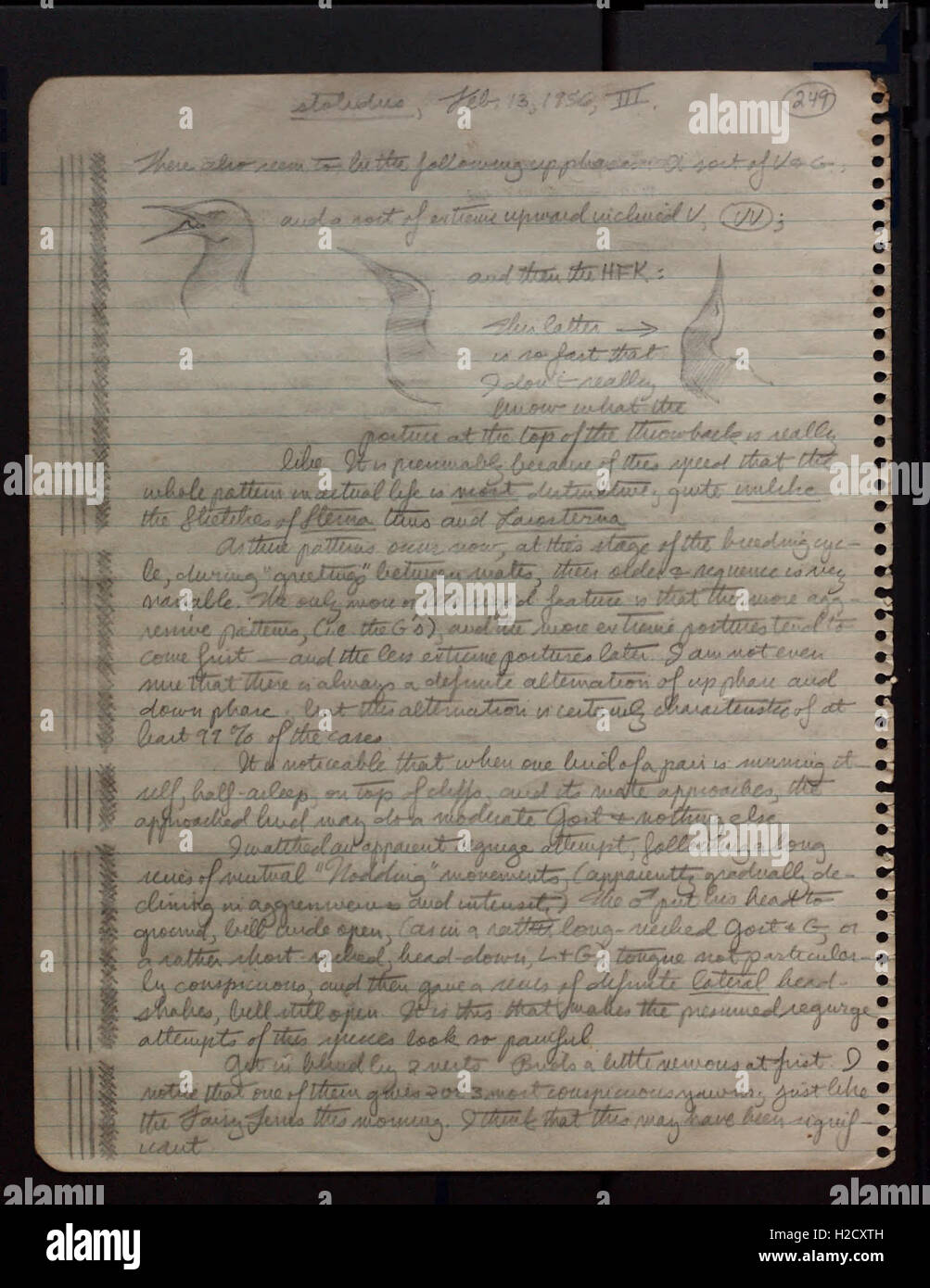 The third in a series of observations and notes on gull species ...