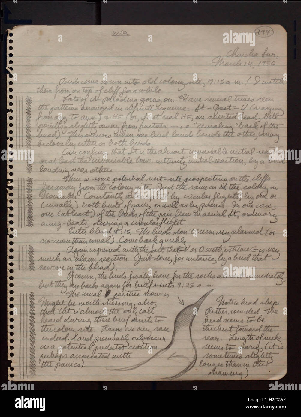 *Gull Notes* (Part 3) is a comprehensive study of gull species ...