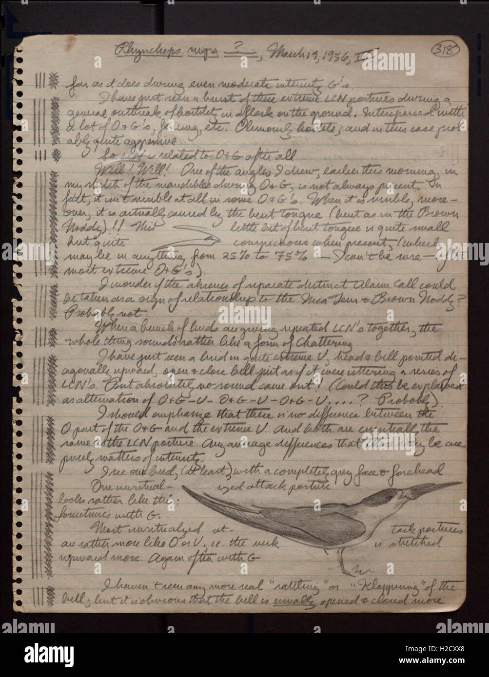 A scientific collection of observations and notes on gull species ...