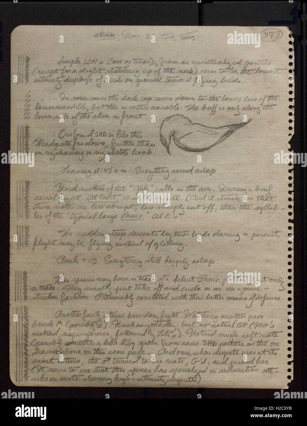 This document provides a third part of notes on gull species, detailing ...
