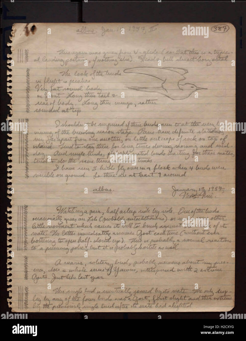 A collection of notes on gull species, documenting observations on ...