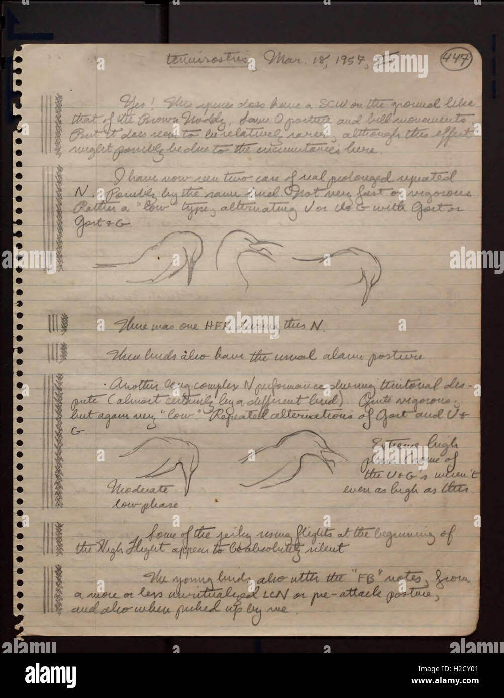 Gull population dynamics hi-res stock photography and images - Alamy