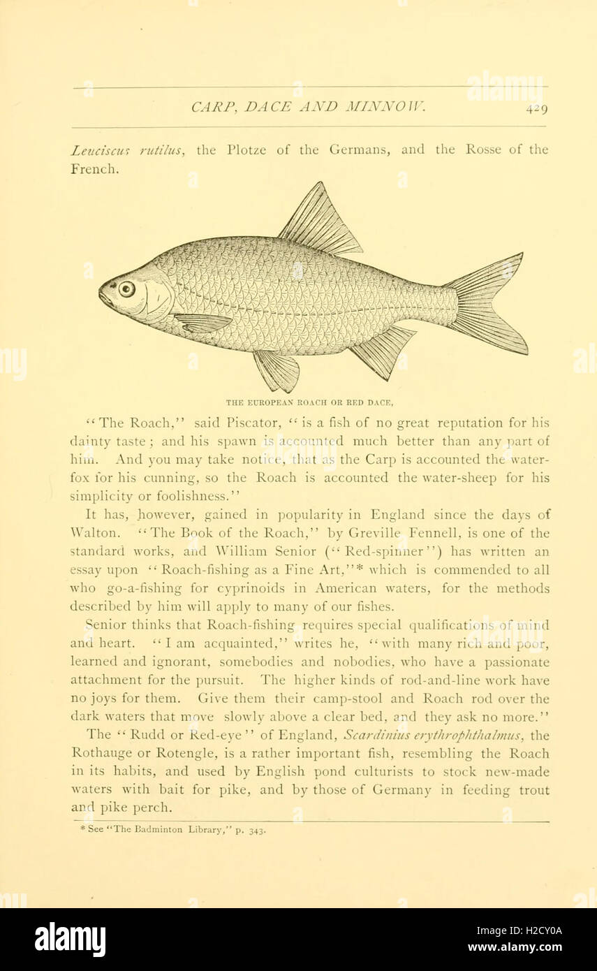 American fishes (Page 429, Figure- European Roach or Re Stock Photo - Alamy