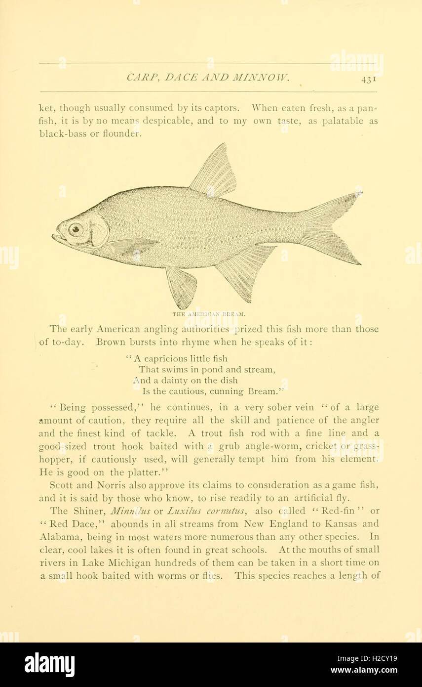 American bream hi-res stock photography and images - Alamy