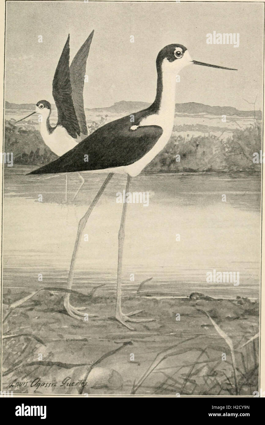 A comprehensive guide to the bird species of the western United States ...