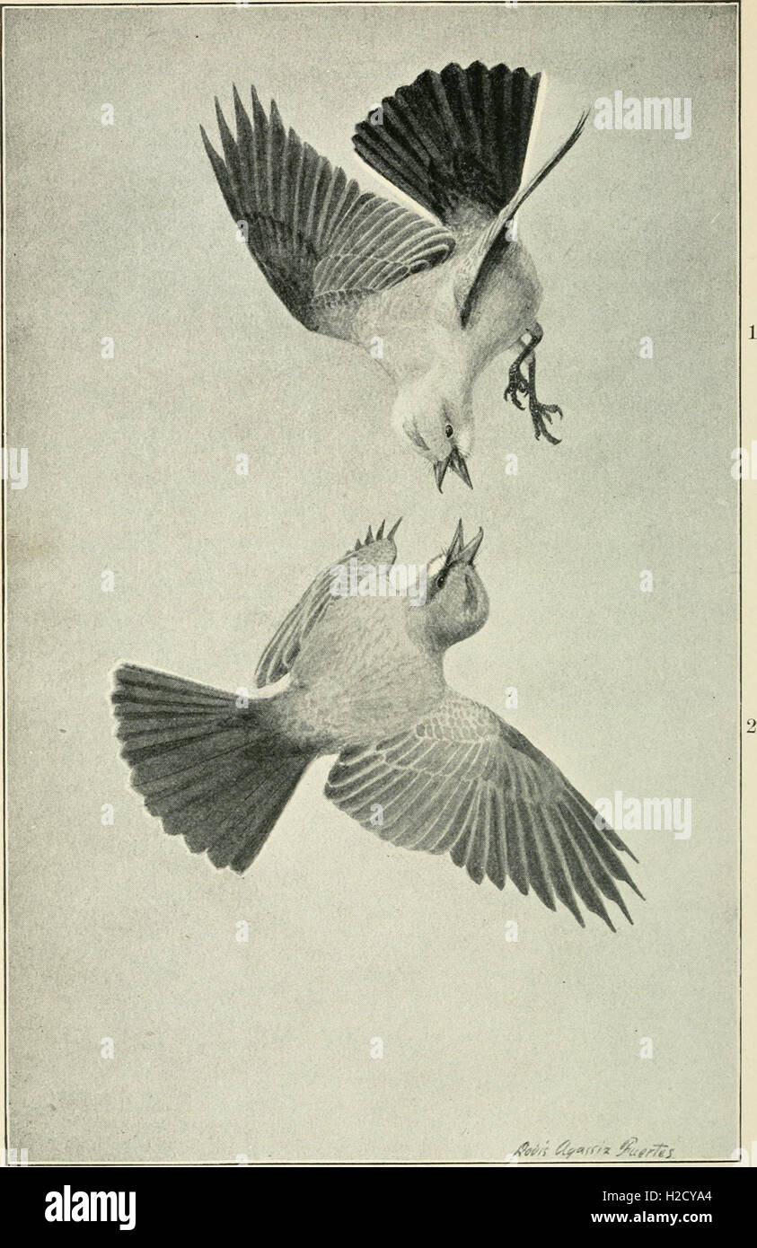A comprehensive guide to the bird species of the western United States ...