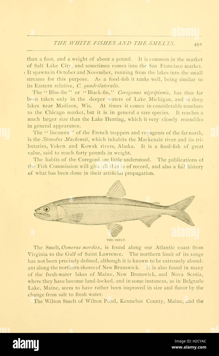 American smelt hi-res stock photography and images - Alamy