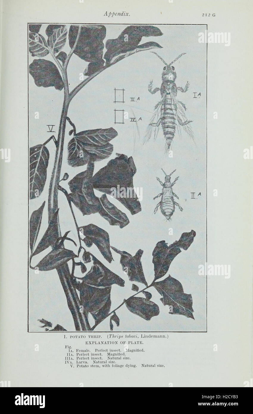 This handbook covers the various fungal diseases that affect potato ...