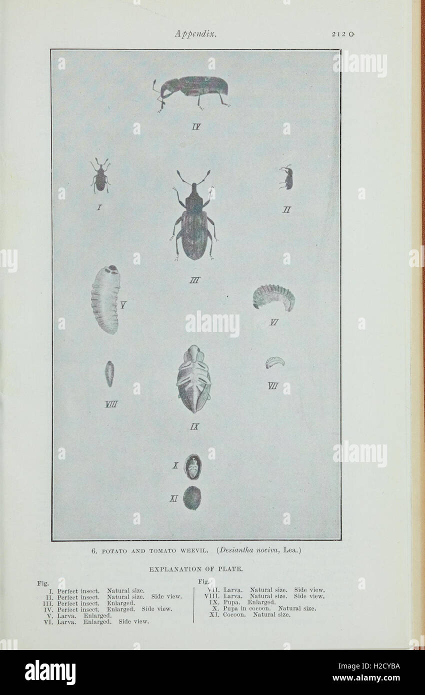This handbook covers various fungal diseases that affect potato crops ...
