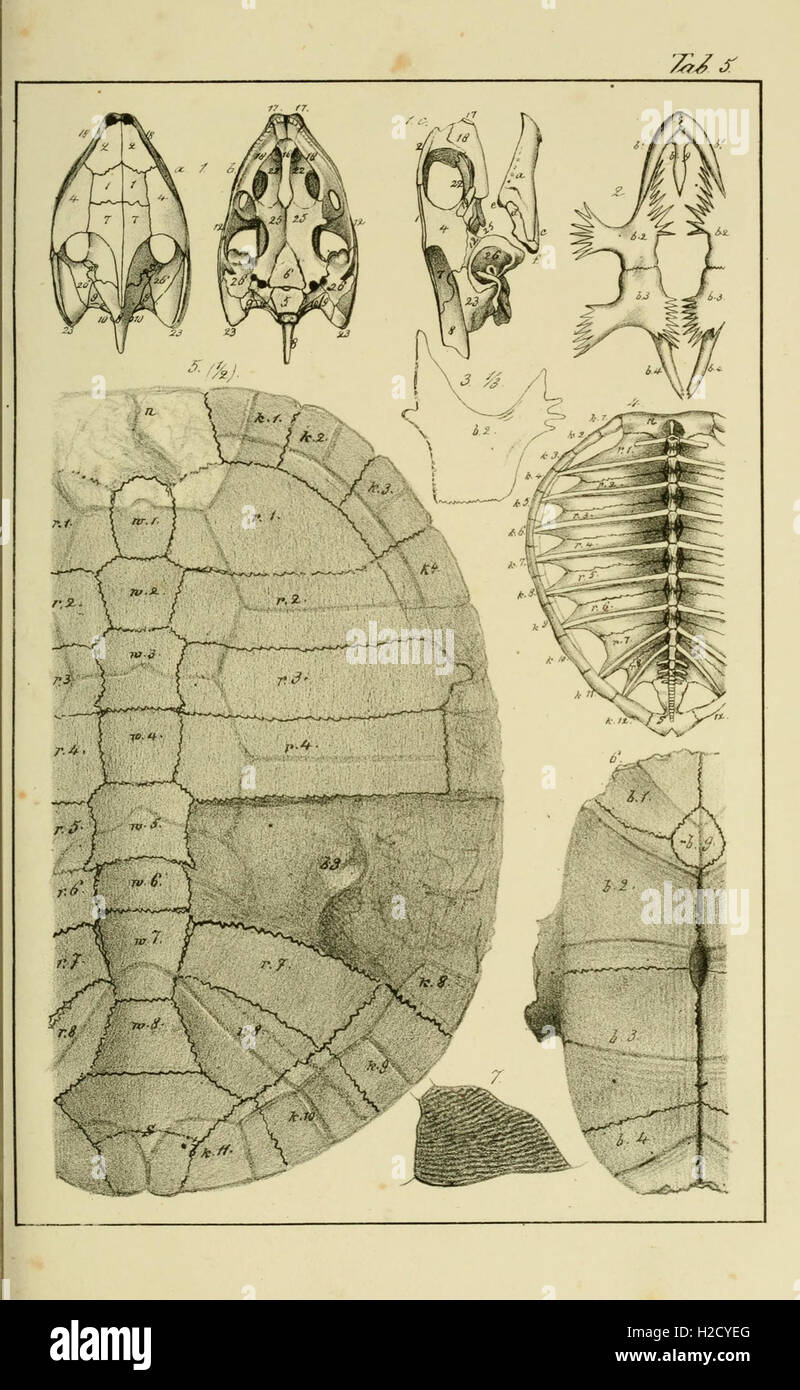 A comprehensive guide to petrified fossils, including classifications ...