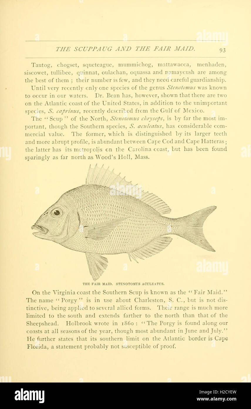 American fishes (Page 93, Figure- Fair maid Stock Photo - Alamy