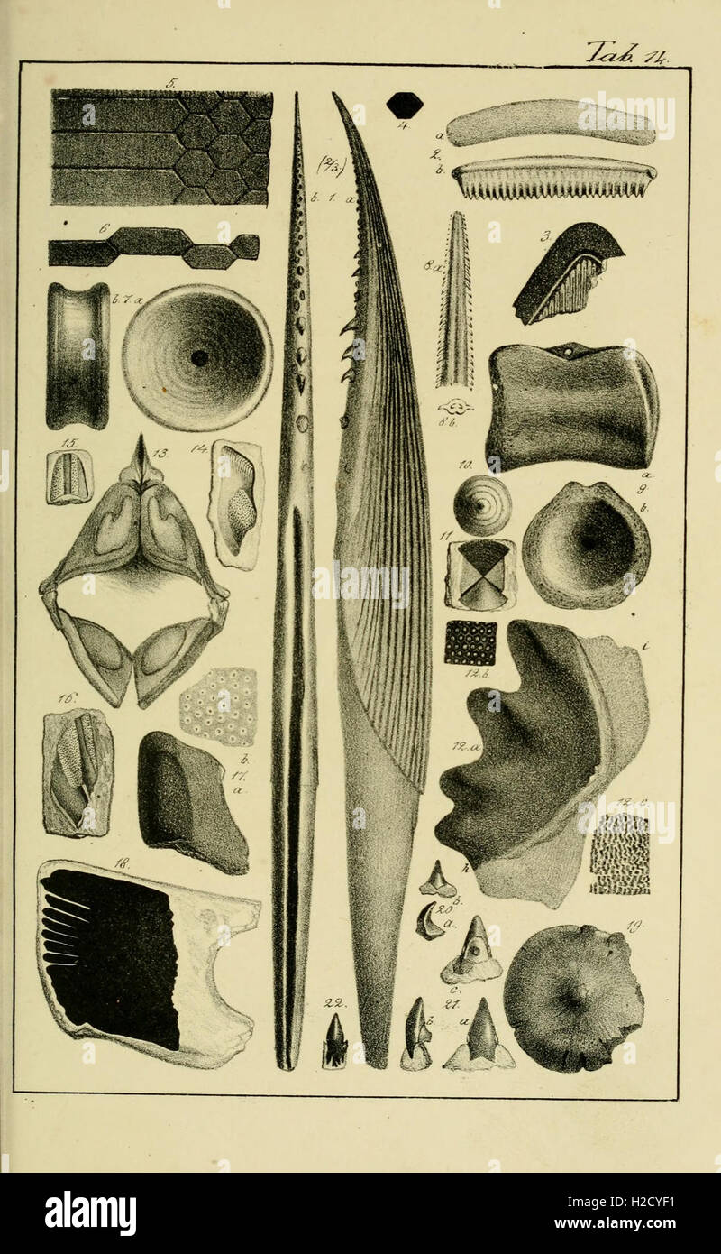 A handbook on petrified fossils, detailing their classification ...