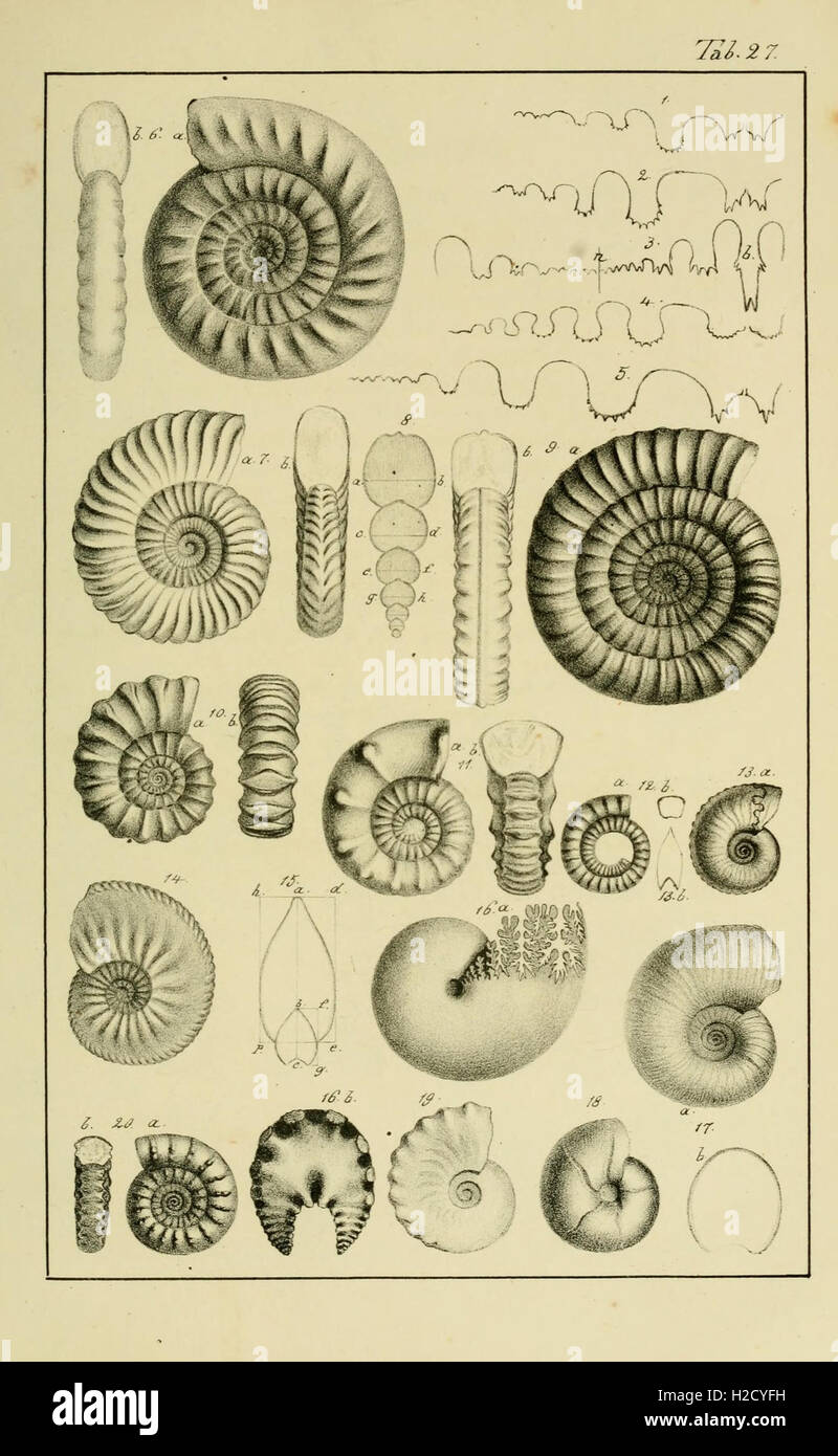 This handbook provides a comprehensive guide to petrifaction studies ...
