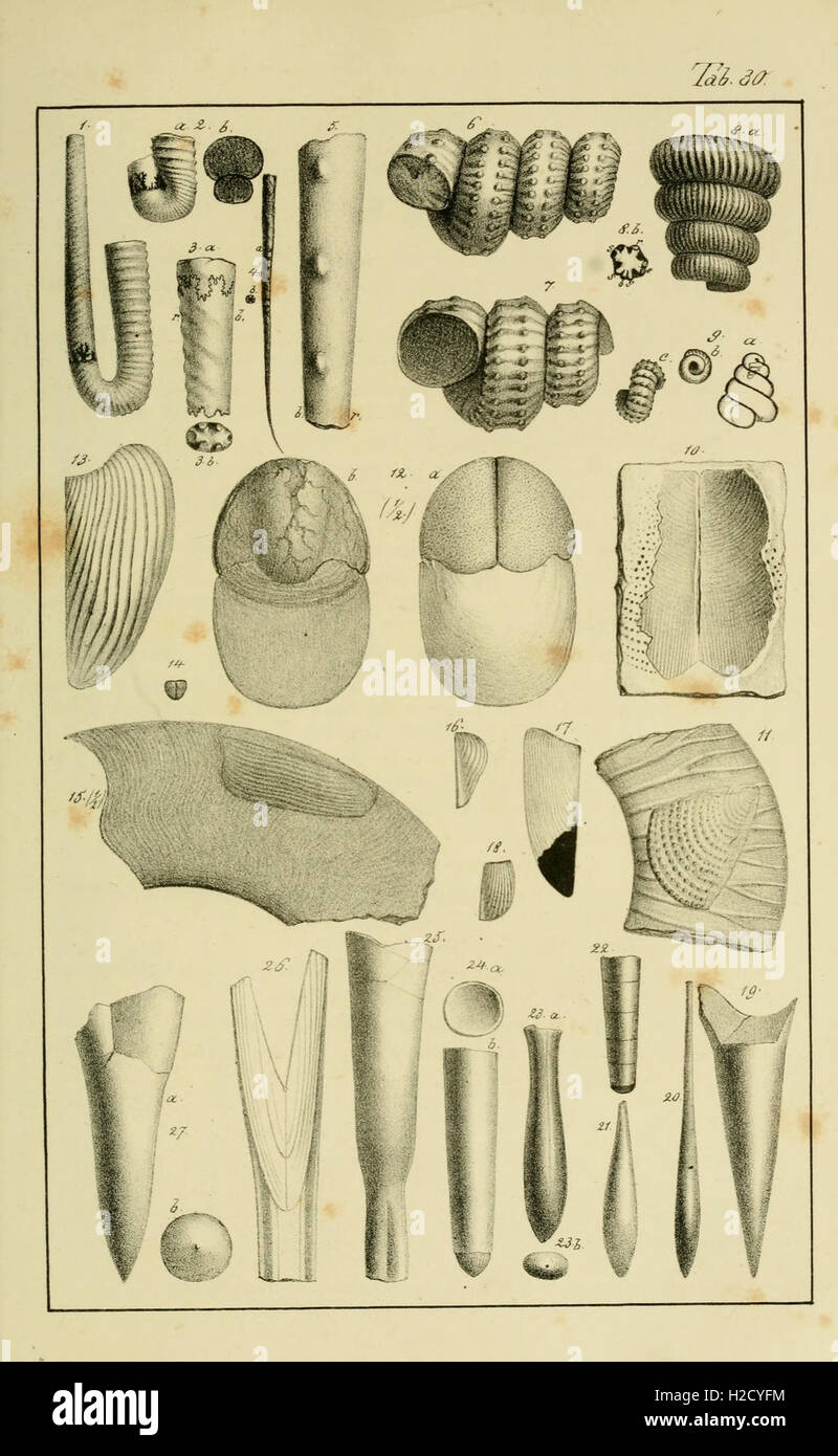 This handbook on petrified fossils presents detailed information on the ...