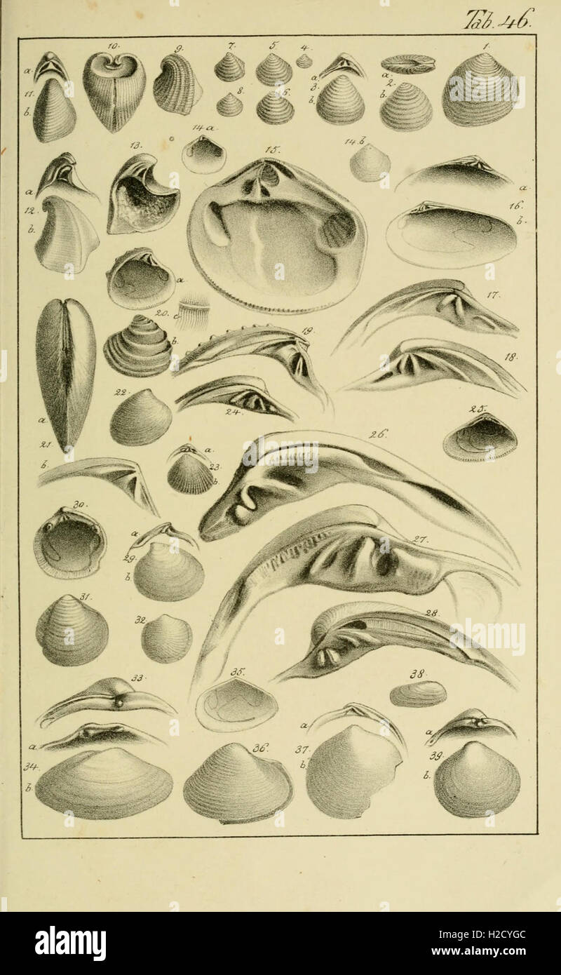A comprehensive guide on fossil study, detailing the identification, classification, and history ...