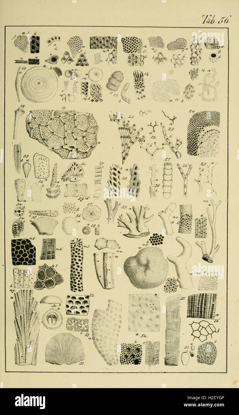 This manual serves as a comprehensive guide to the study of fossils. It ...