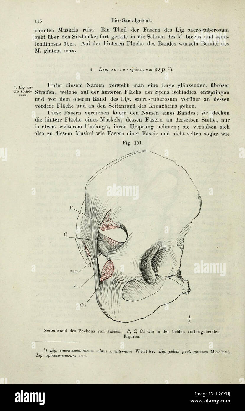 A comprehensive guide on human anatomy, detailing the systematic study ...