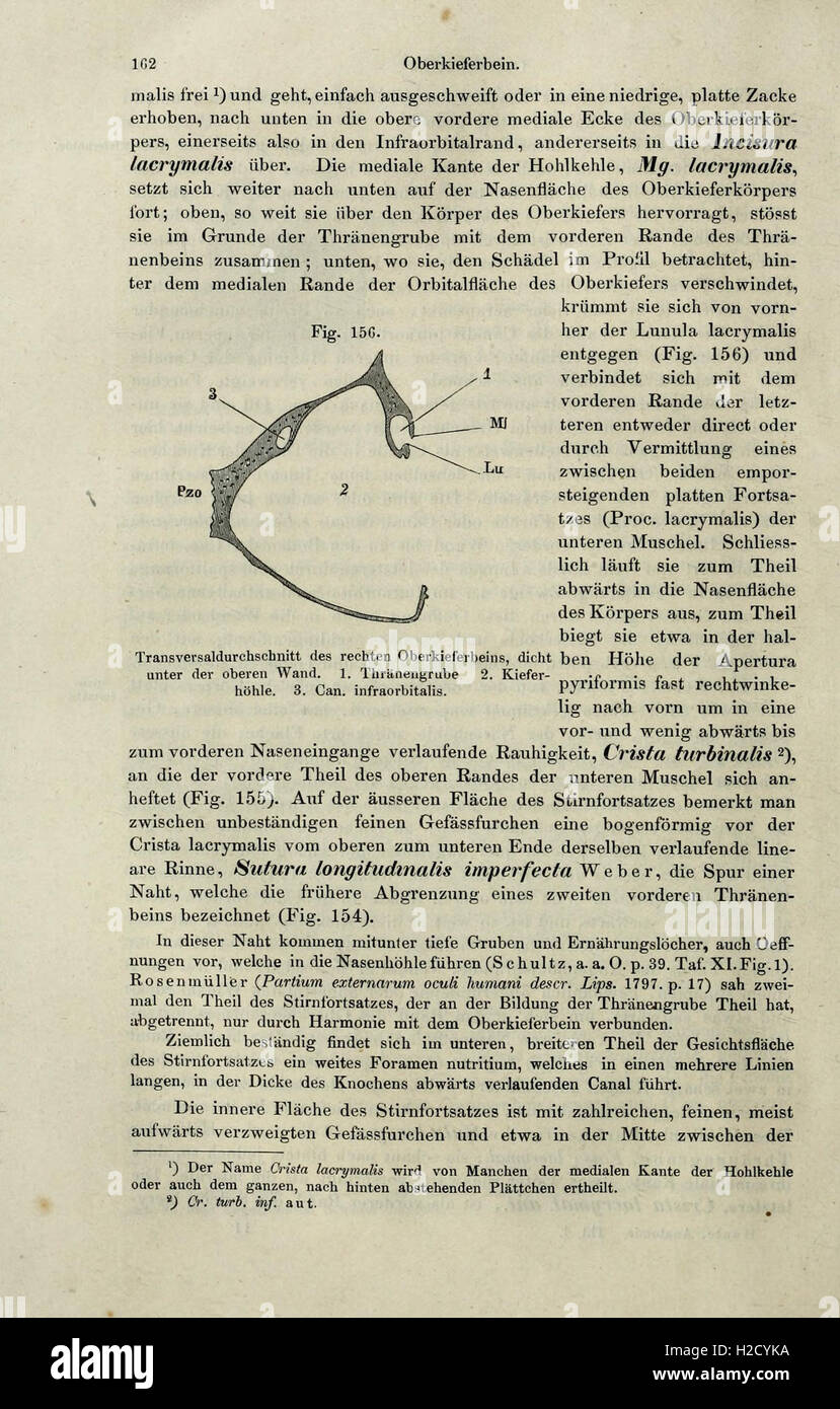 This text is a detailed handbook on human anatomy, focusing on the ...