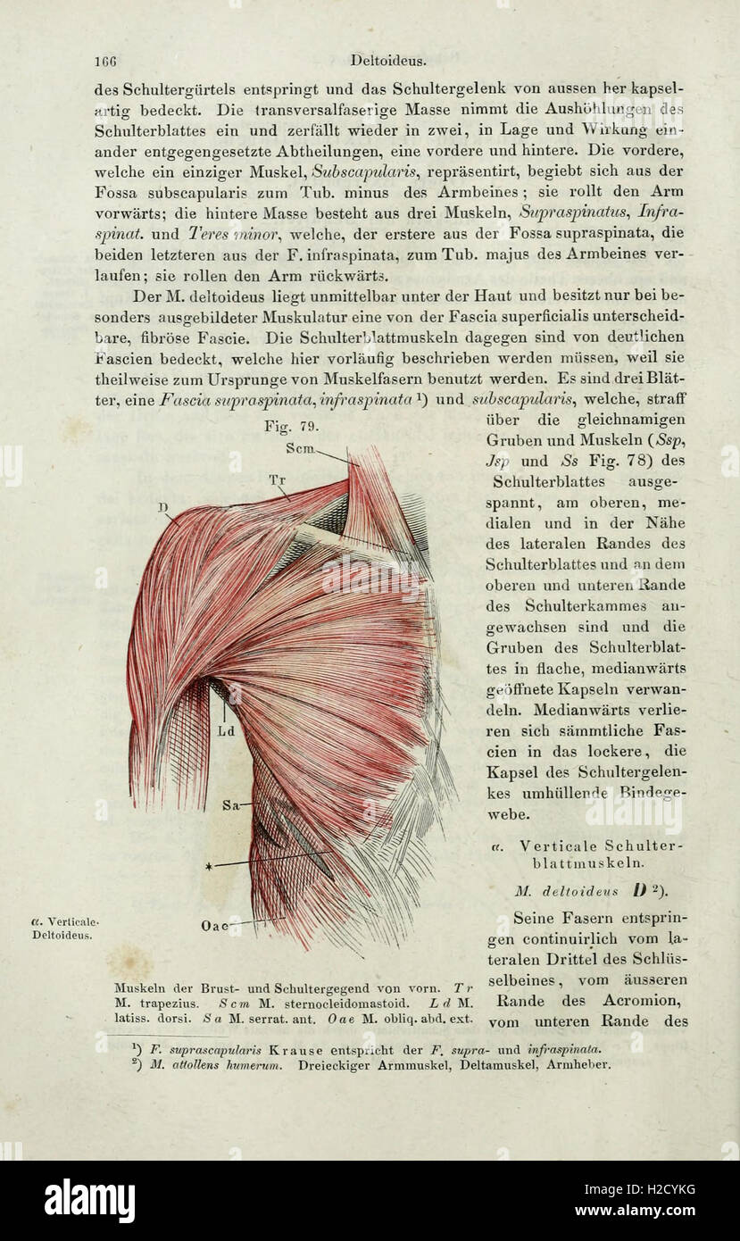 This comprehensive manual on human anatomy covers the detailed ...