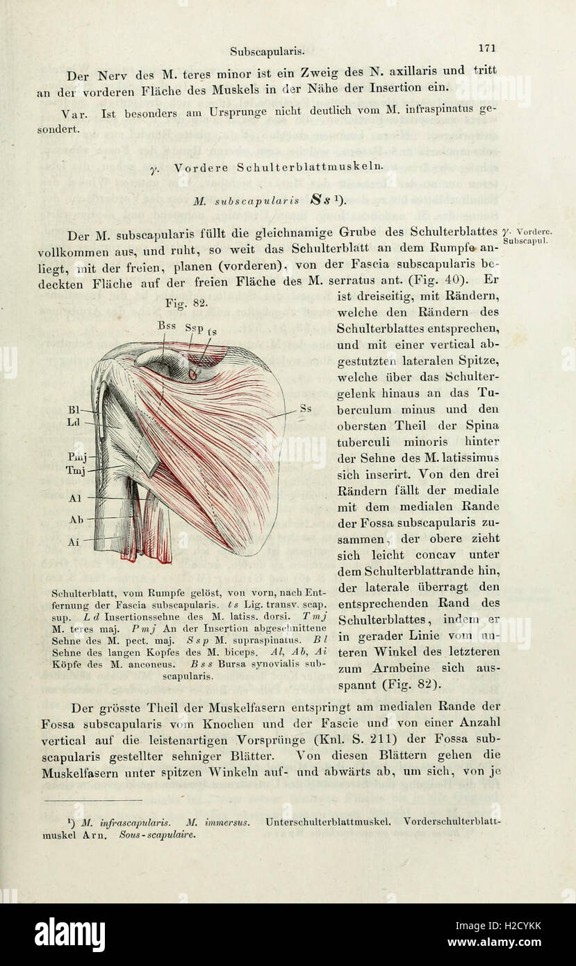 Handbuch der anatomie des menschen hi-res stock photography and images ...