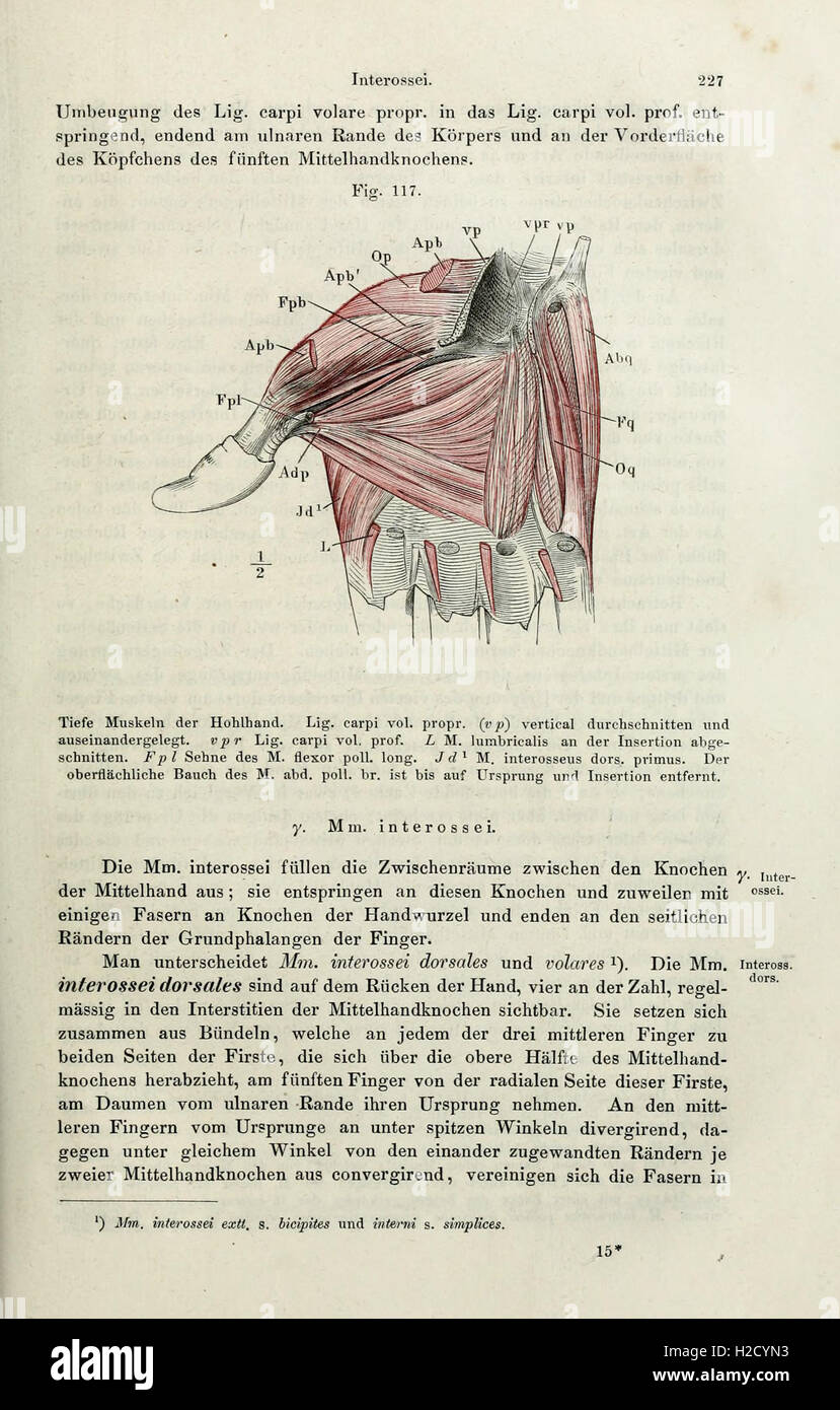 Handbuch der anatomie des menschen hi-res stock photography and images ...