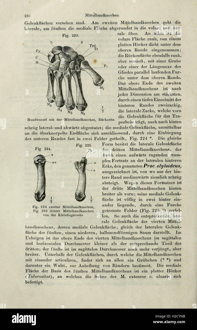 Comprehensive overview of human skeletal anatomy hi-res stock ...