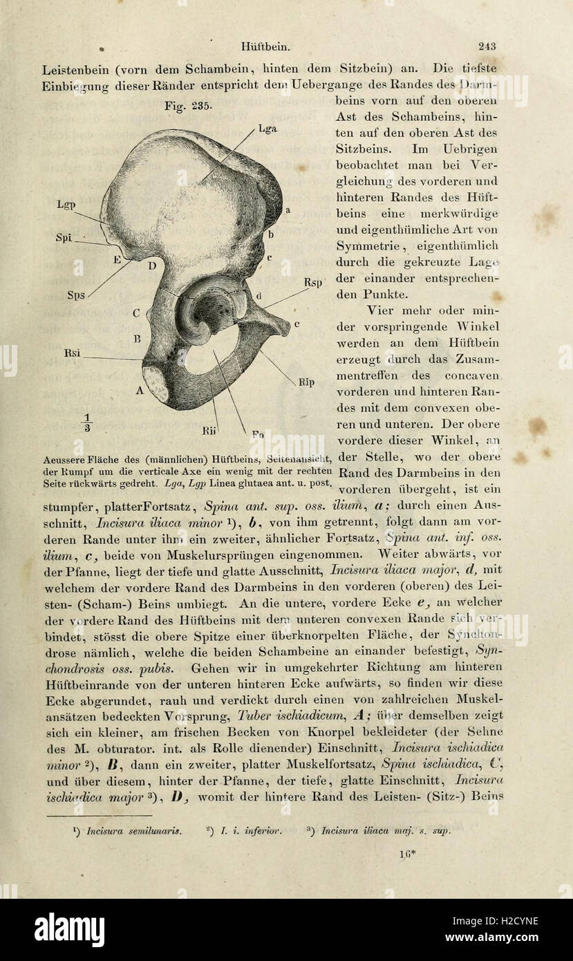 A comprehensive handbook of human anatomy, detailing the systematic ...