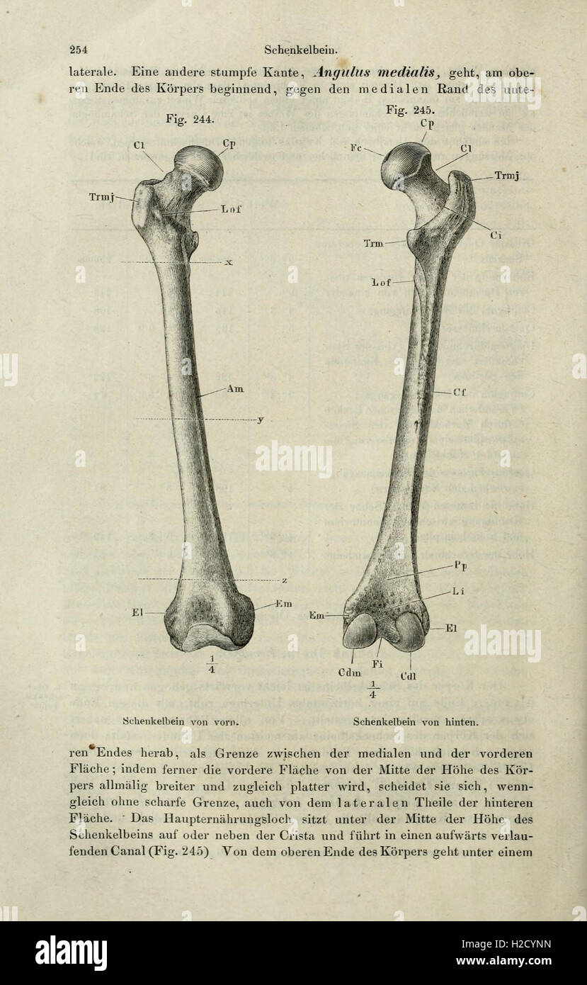 A systematic anatomy handbook of the human body, focusing on detailed ...