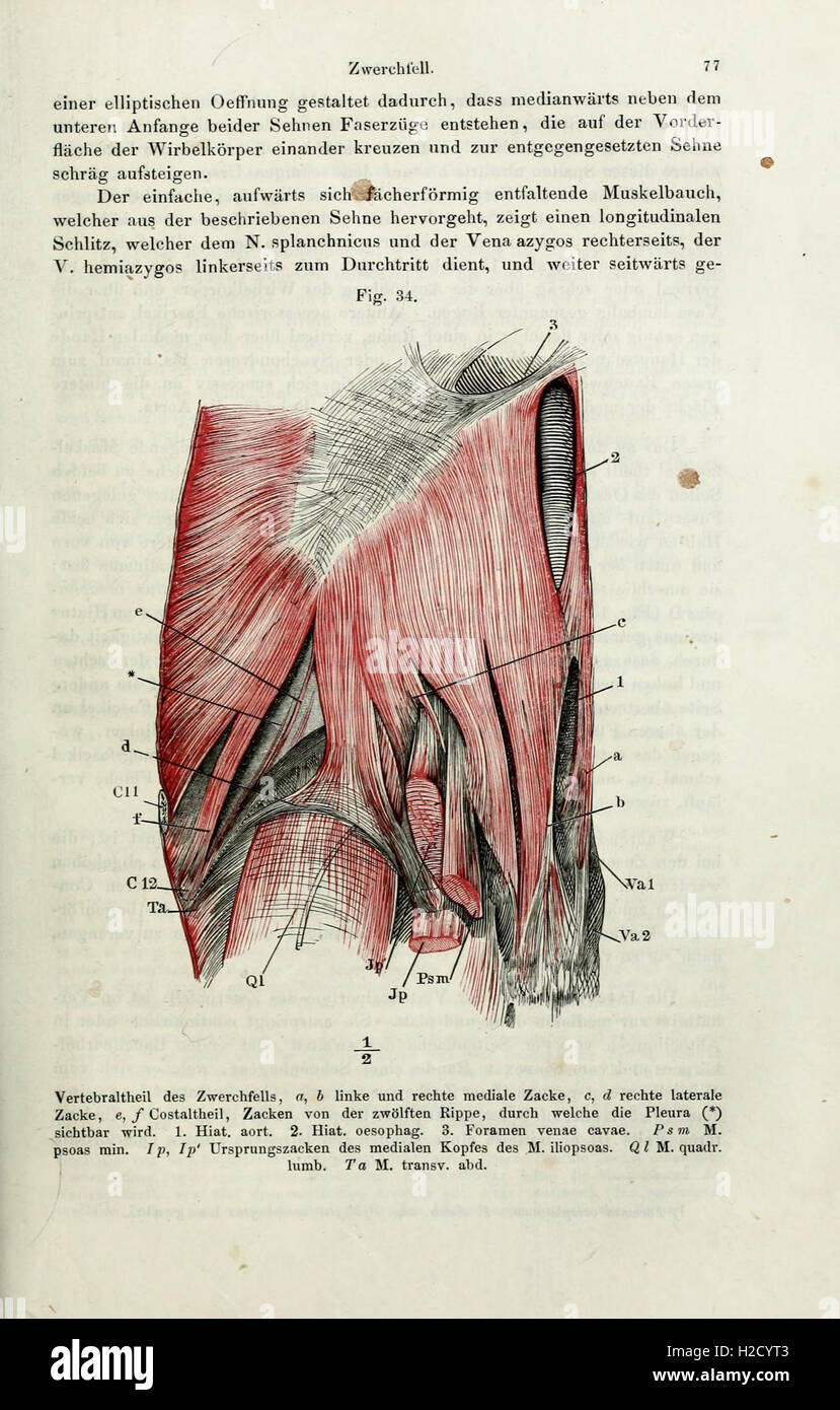 Handbuch der anatomie des menschen hi-res stock photography and images ...