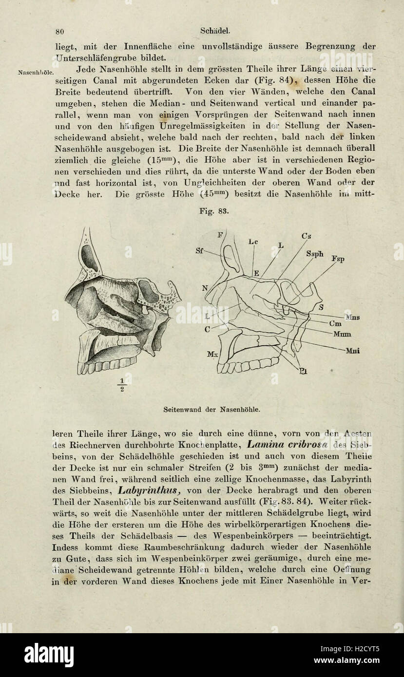 Handbuch der anatomie des menschen hi-res stock photography and images ...