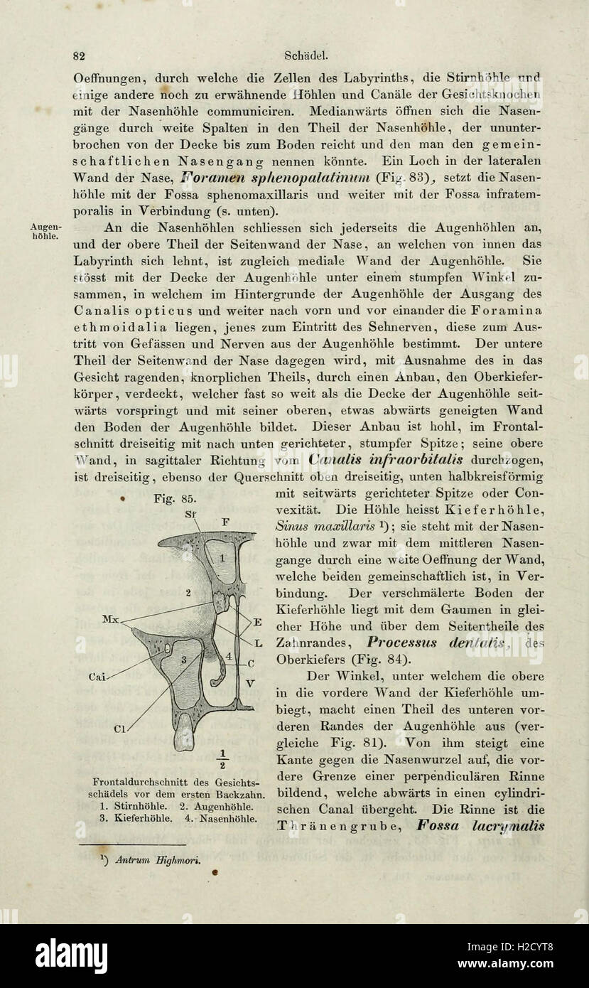Diagrams of human skeletal system hi-res stock photography and images ...