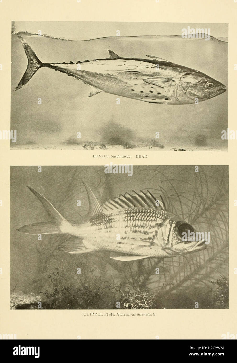 A detailed study of American fish species, focusing on those important ...