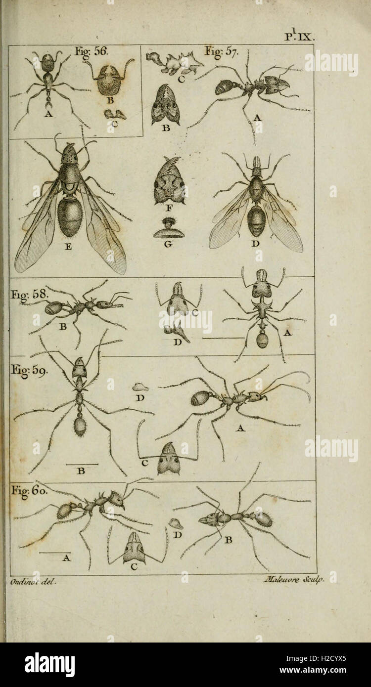 This plate from the natural history of ants depicts various species of ...