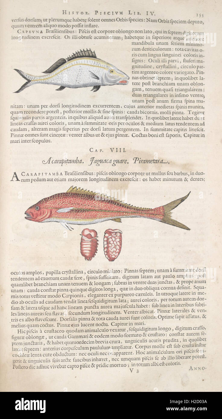 A natural history work describing the diverse flora and fauna of Brazil ...