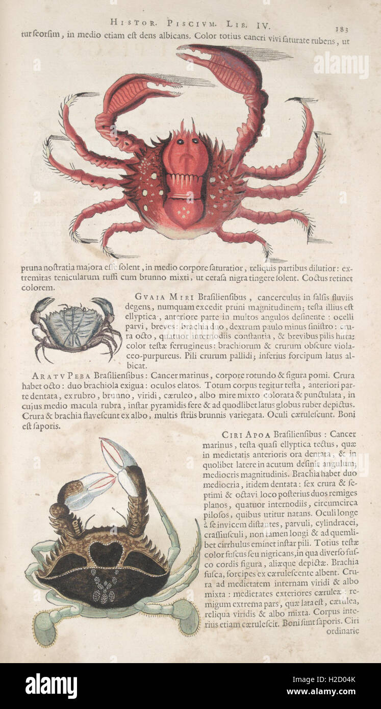 Historia naturalis Brasiliae (Page 183 Stock Photo - Alamy