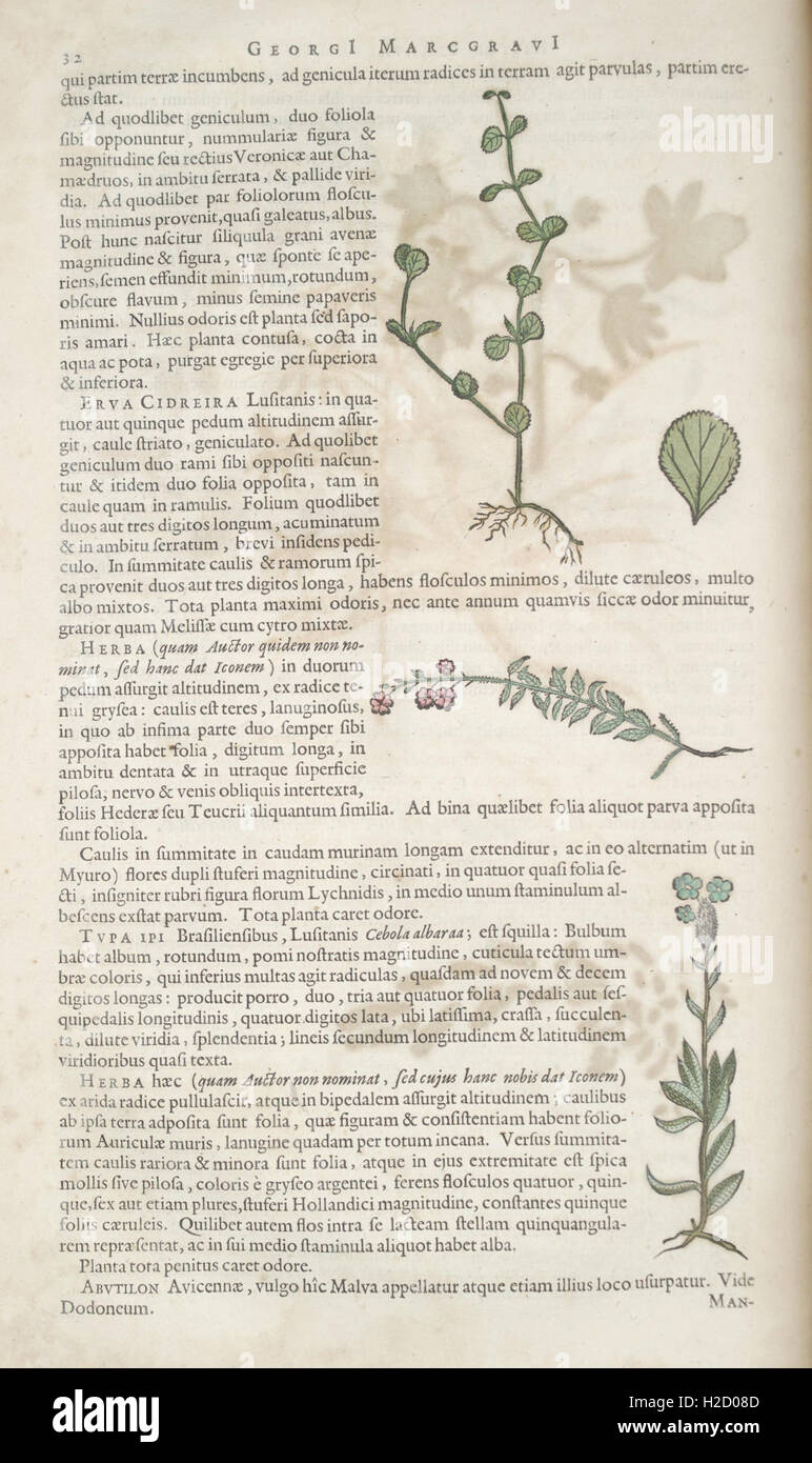 This historical natural history of Brazil details the diverse flora ...